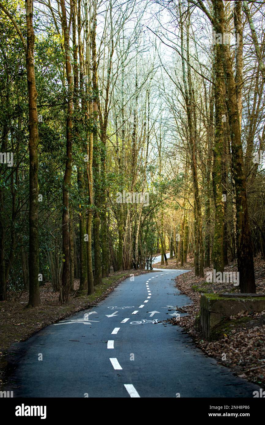 Asphalt path in forest biking hi-res stock photography and images - Alamy
