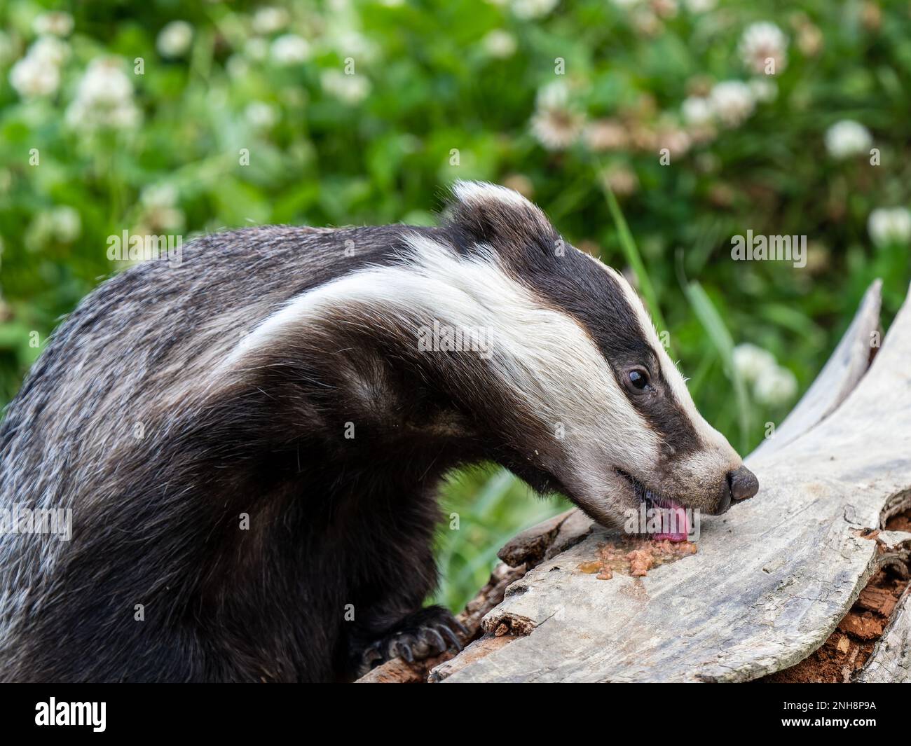 Captive Badger Eating off a Log Stock Photo - Alamy