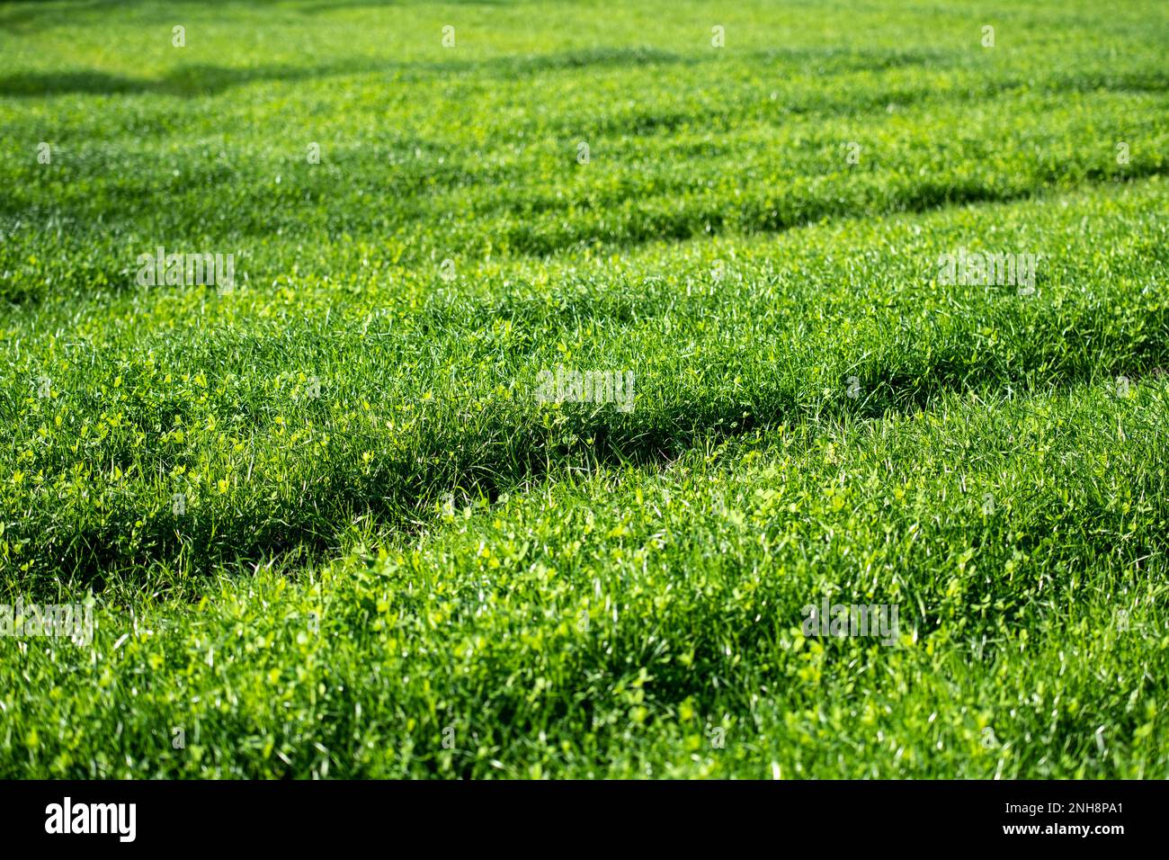 Green agricultural field with new fresh grass with mountain background ...