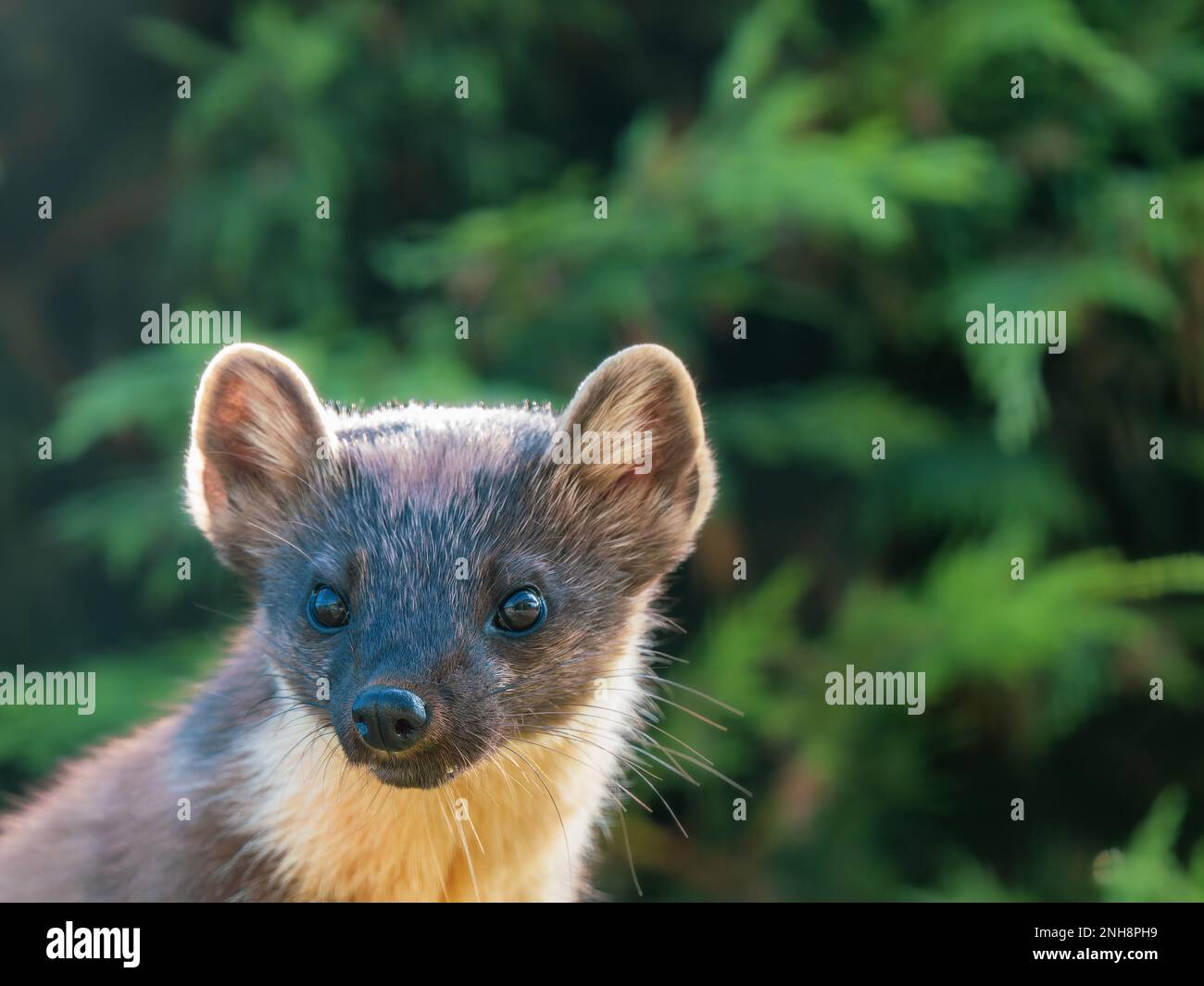 Marten head hi-res stock photography and images - Alamy