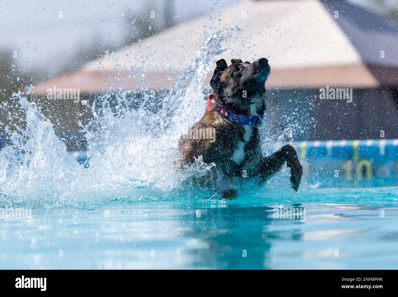 Benlgian Malinois splash landing in a swimming pool Stock Photo - Alamy