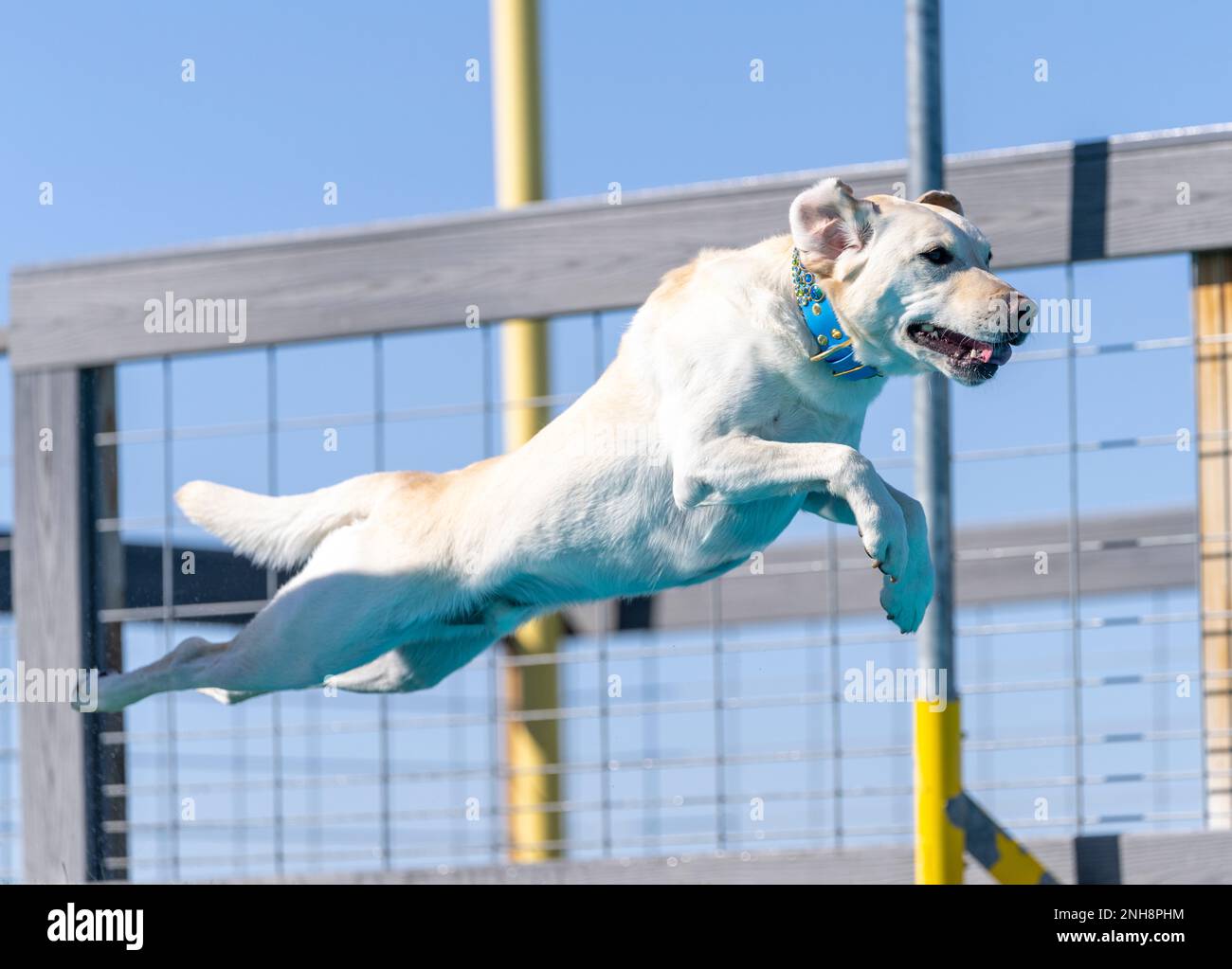 Lab jumping in water hi-res stock photography and images - Alamy