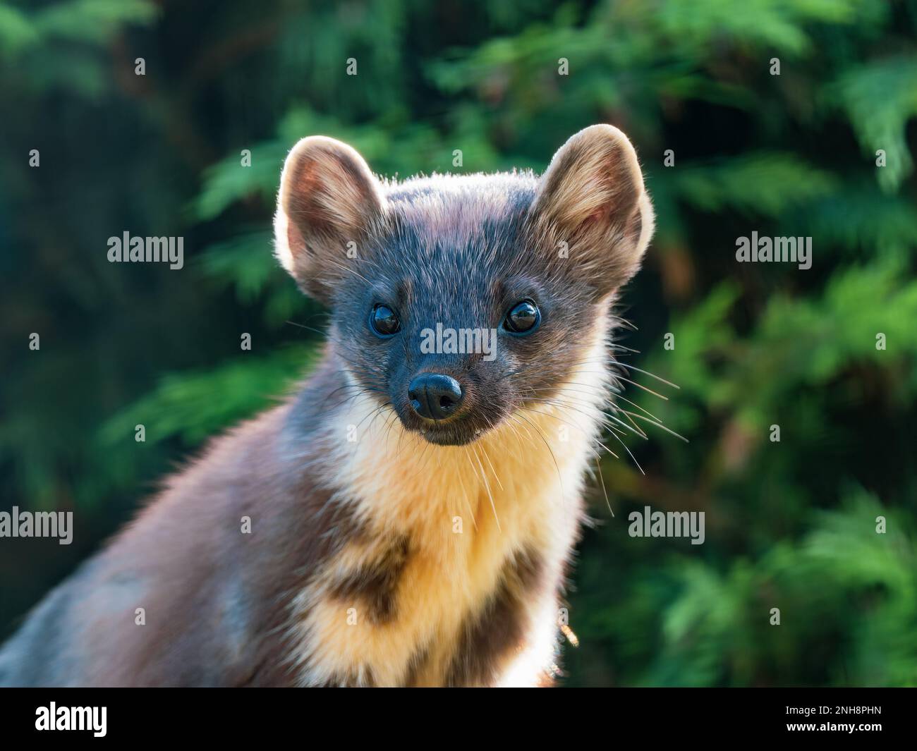 Marten head hi-res stock photography and images - Alamy