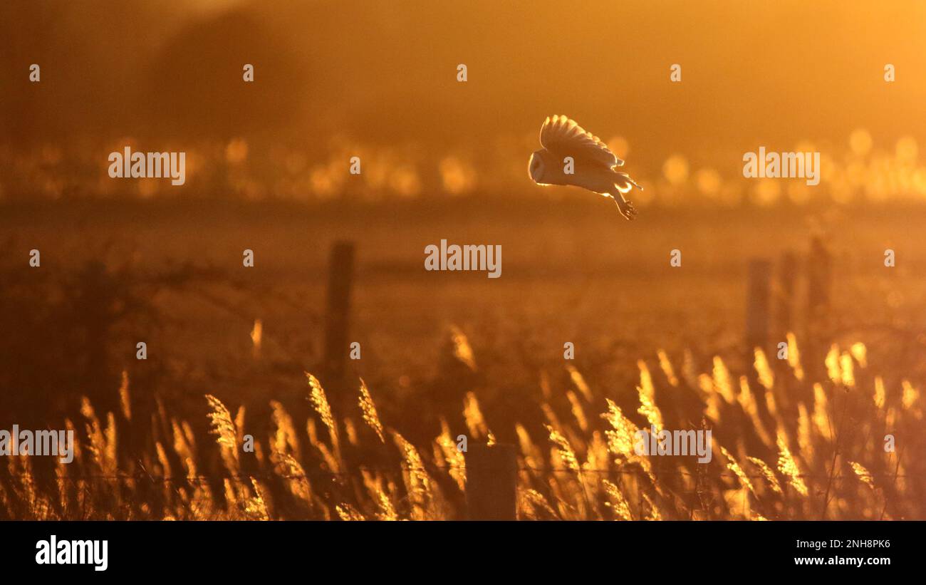 Barn Owl in flight at sunset Stock Photo - Alamy
