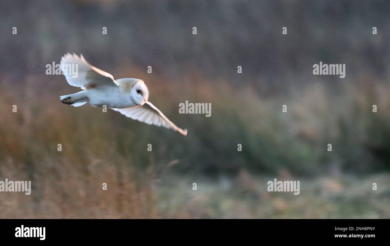 Barn owl flight hi-res stock photography and images - Alamy