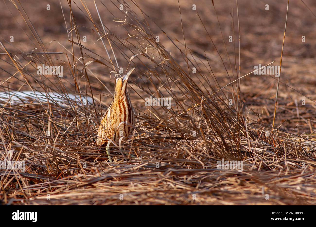 big bird in the reeds, Eurasian Bittern, Botaurus stellaris Stock Photo ...