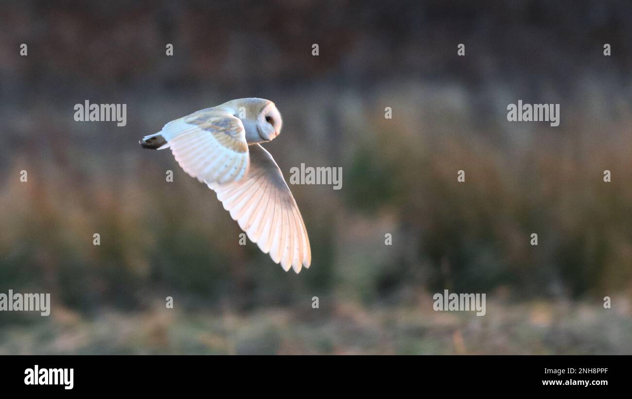 Barn owl flight hi-res stock photography and images - Alamy