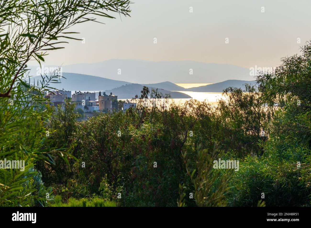 Green trees by the sea hi-res stock photography and images - Alamy