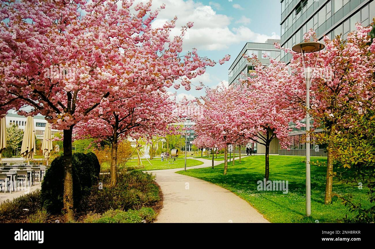 Business campus Garching near Munich- Pedestrian path under the shadow ...