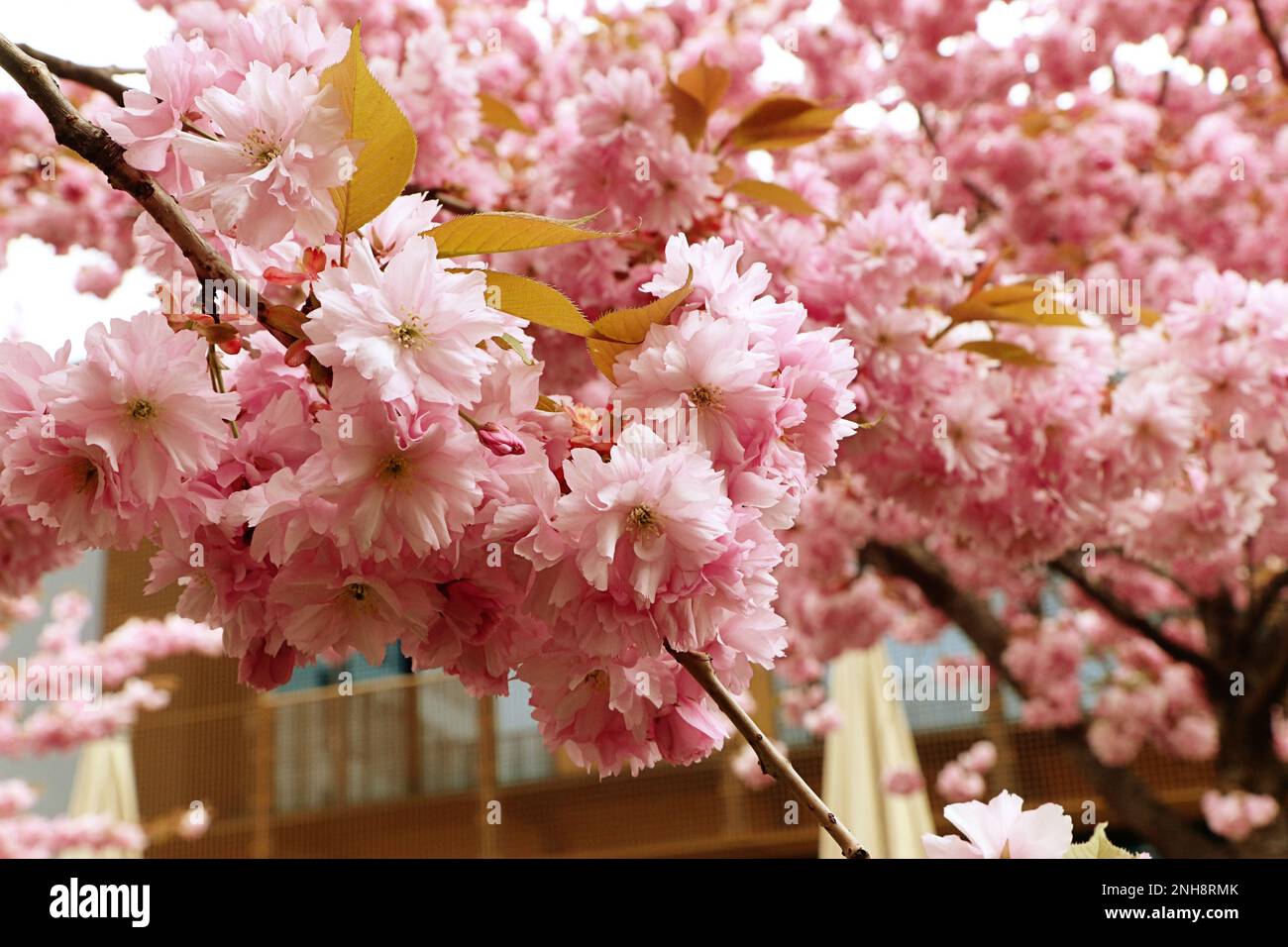 Brench of Japanese cherry tree Kanzan with splendid pink double-flowers ...