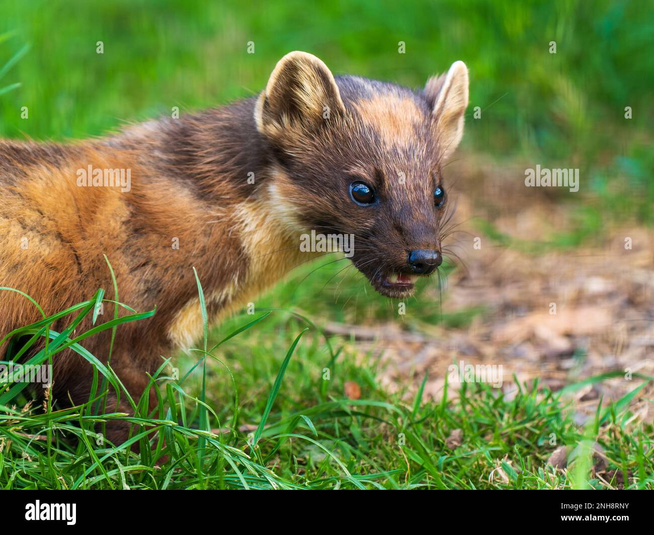 Marten head hi-res stock photography and images - Alamy