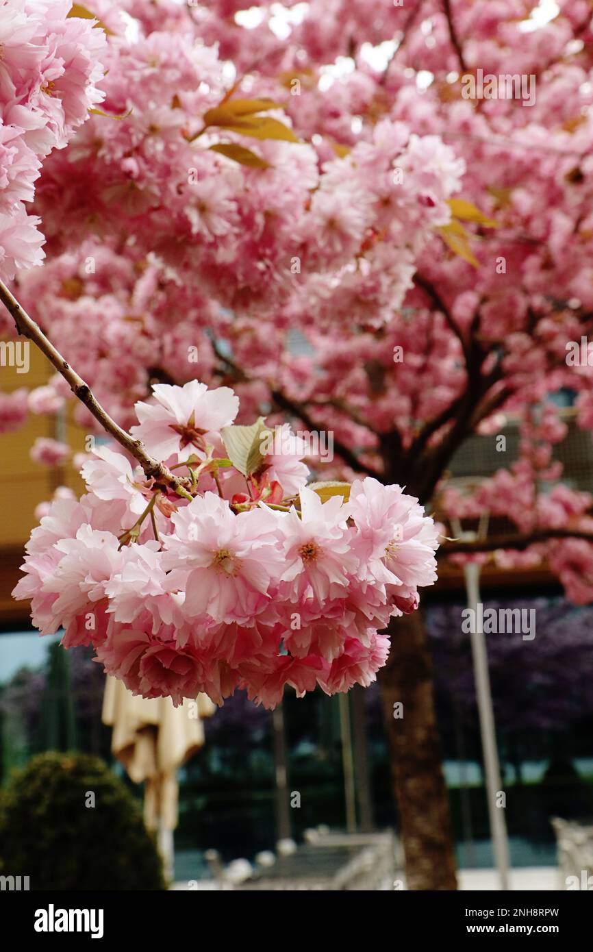 Branch of Japanese cherry tree Kanzan with splendid pink double-flowers ...