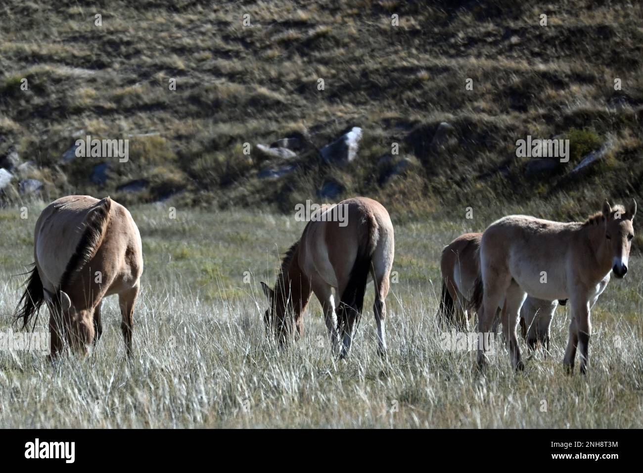 The Przewalski’s horse (Equus ferus przewalskii), also known as “takhi ...