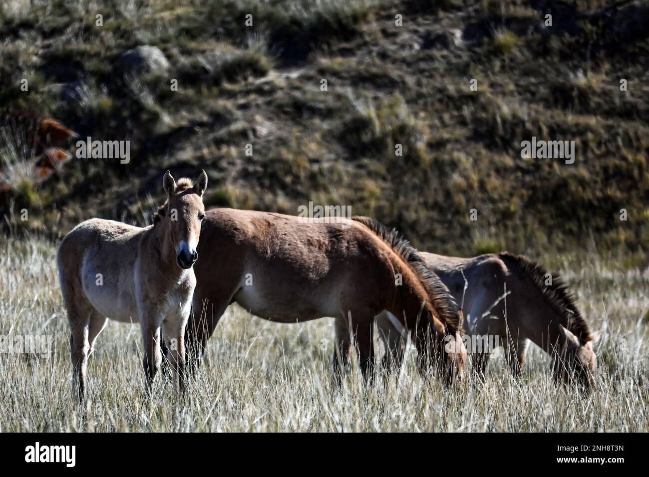 The Przewalski’s horse (Equus ferus przewalskii), also known as “takhi ...
