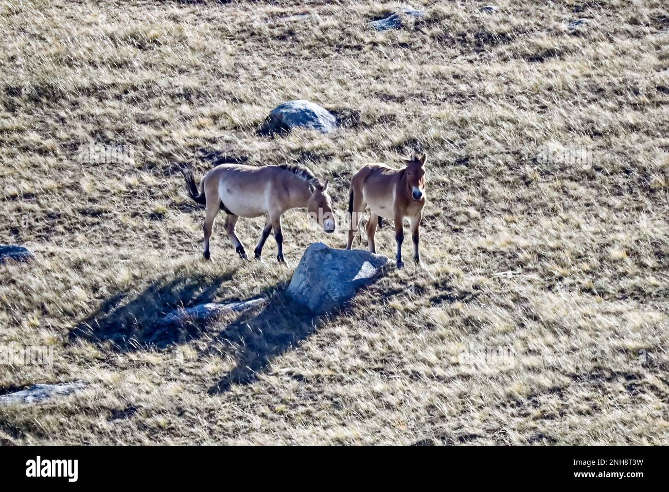 The Przewalski’s horse (Equus ferus przewalskii), also known as “takhi ...