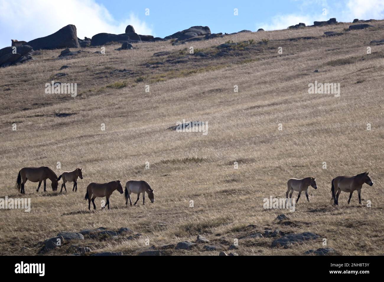 The Przewalski’s horse (Equus ferus przewalskii), also known as “takhi ...