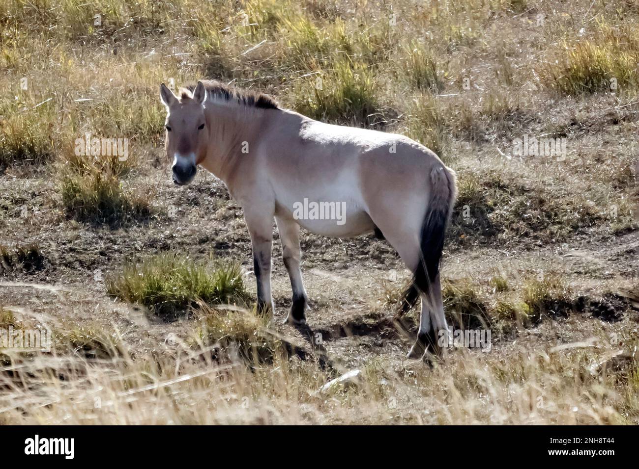 The Przewalski’s horse (Equus ferus przewalskii), also known as “takhi ...