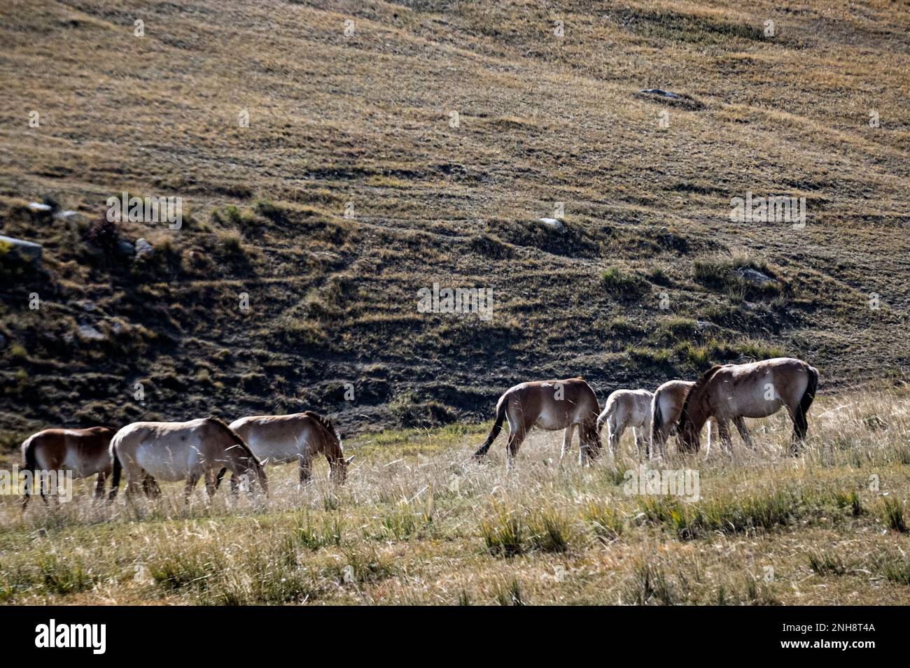 The Przewalski’s horse (Equus ferus przewalskii), also known as “takhi ...