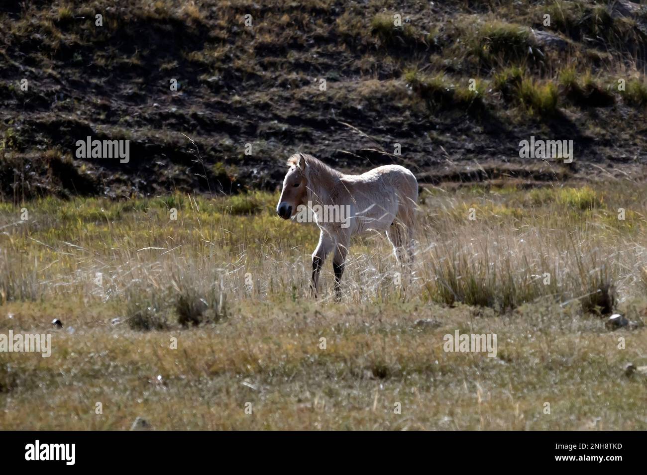 The Przewalski’s horse (Equus ferus przewalskii), also known as “takhi ...