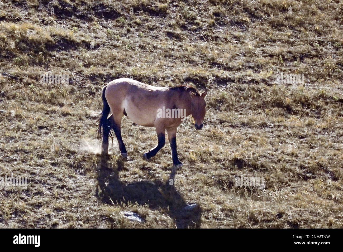 The Przewalski’s horse (Equus ferus przewalskii), also known as “takhi ...