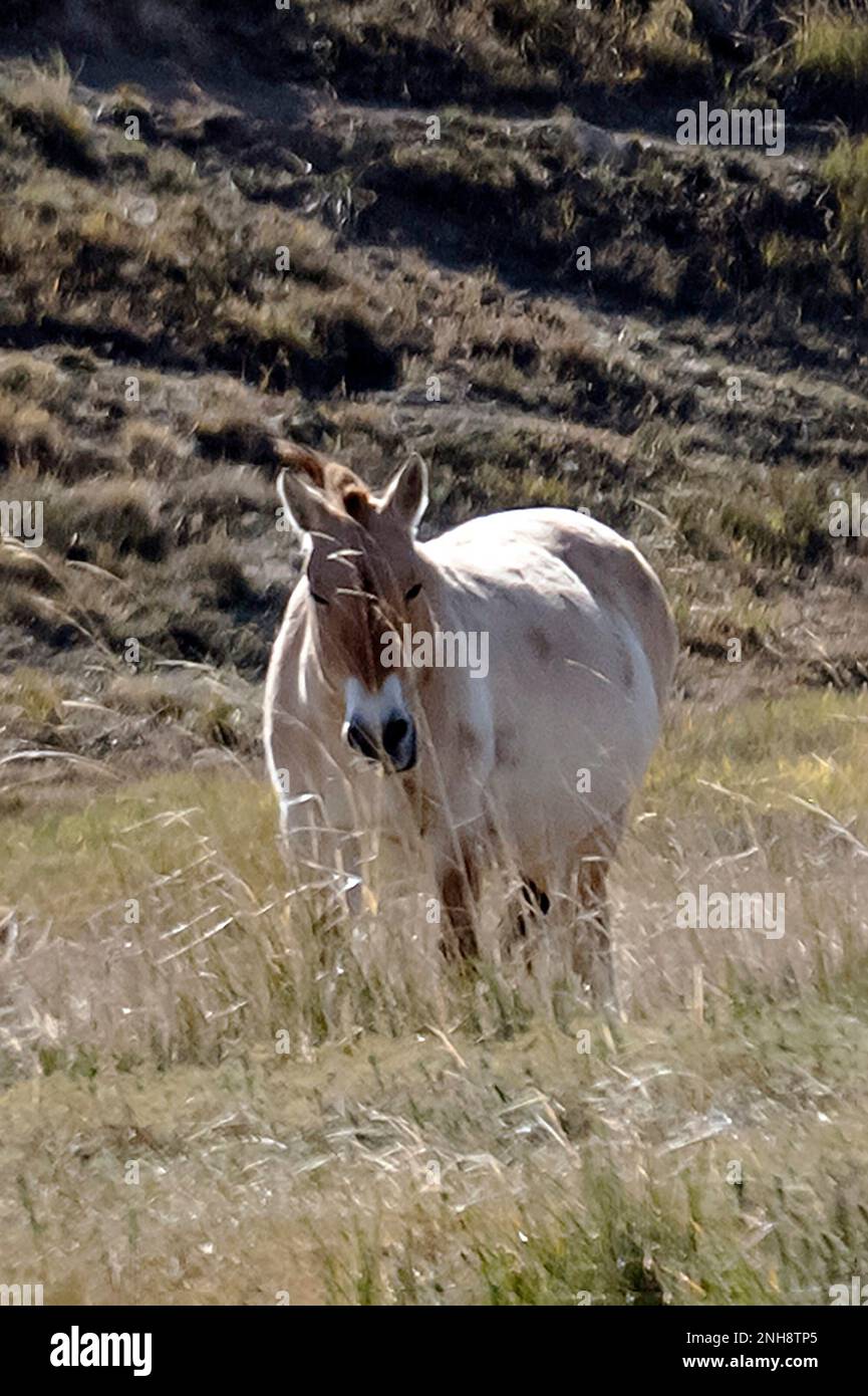 The Przewalski’s horse (Equus ferus przewalskii), also known as “takhi ...