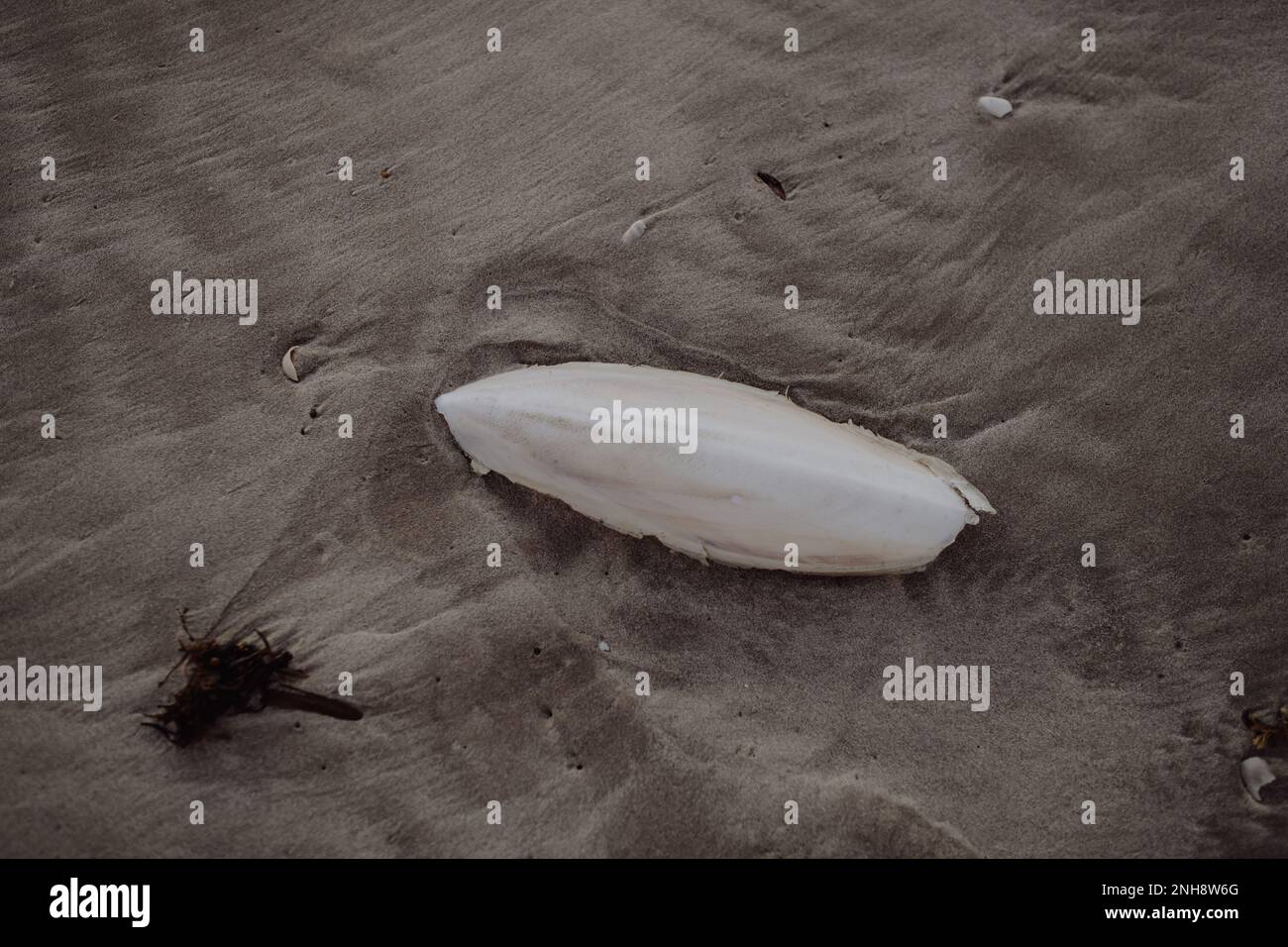 Close-up of sepia bone on the beach Stock Photo - Alamy