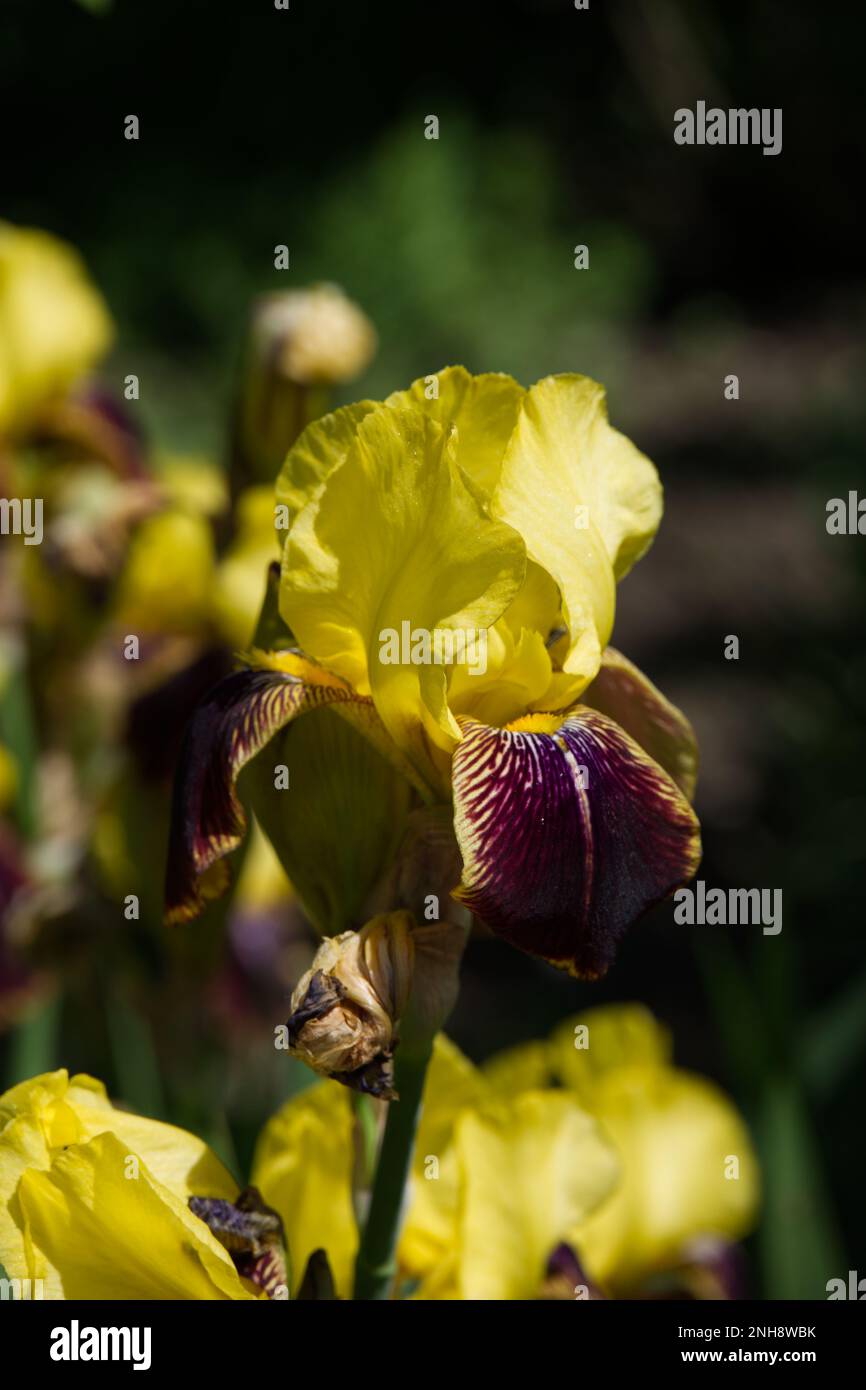 Summer blooms of tall purple and yellow bearded Iris germanica in UK ...