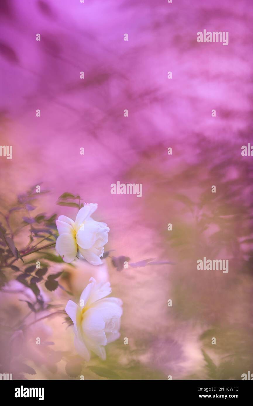 Purple roses white roses hi-res stock photography and images - Alamy