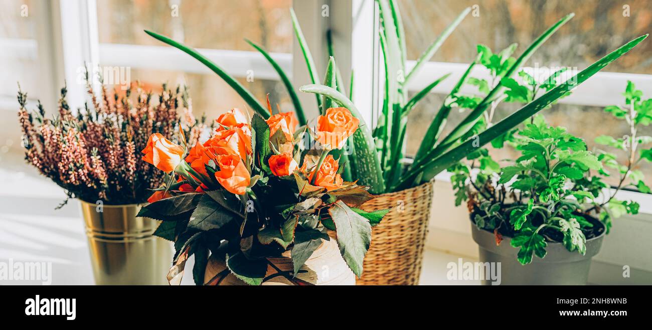Indoor plants by the window. Green composition with tulips, aloe vera ...