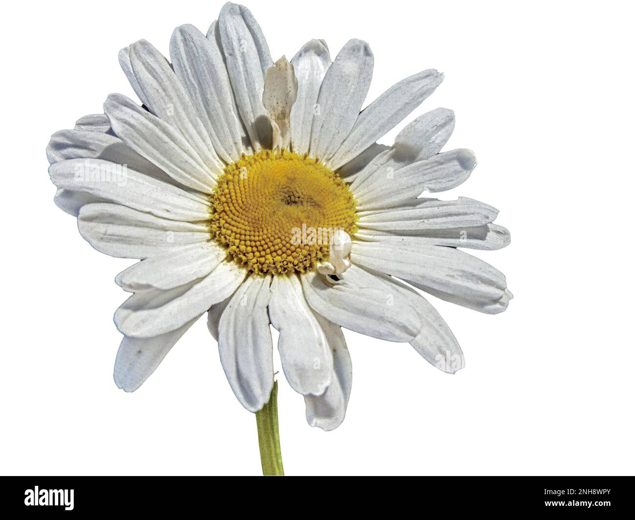 Oxeye daisy flower isolated on white Stock Photo - Alamy
