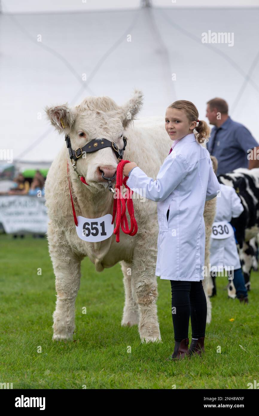 Young person showing cattle at fair hi-res stock photography and images ...