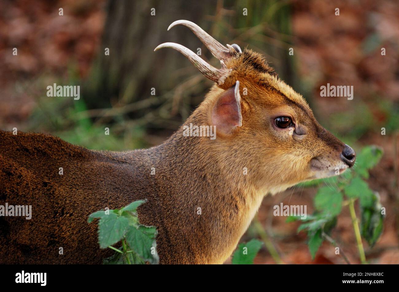 Muntjac deer scotland hi-res stock photography and images - Alamy