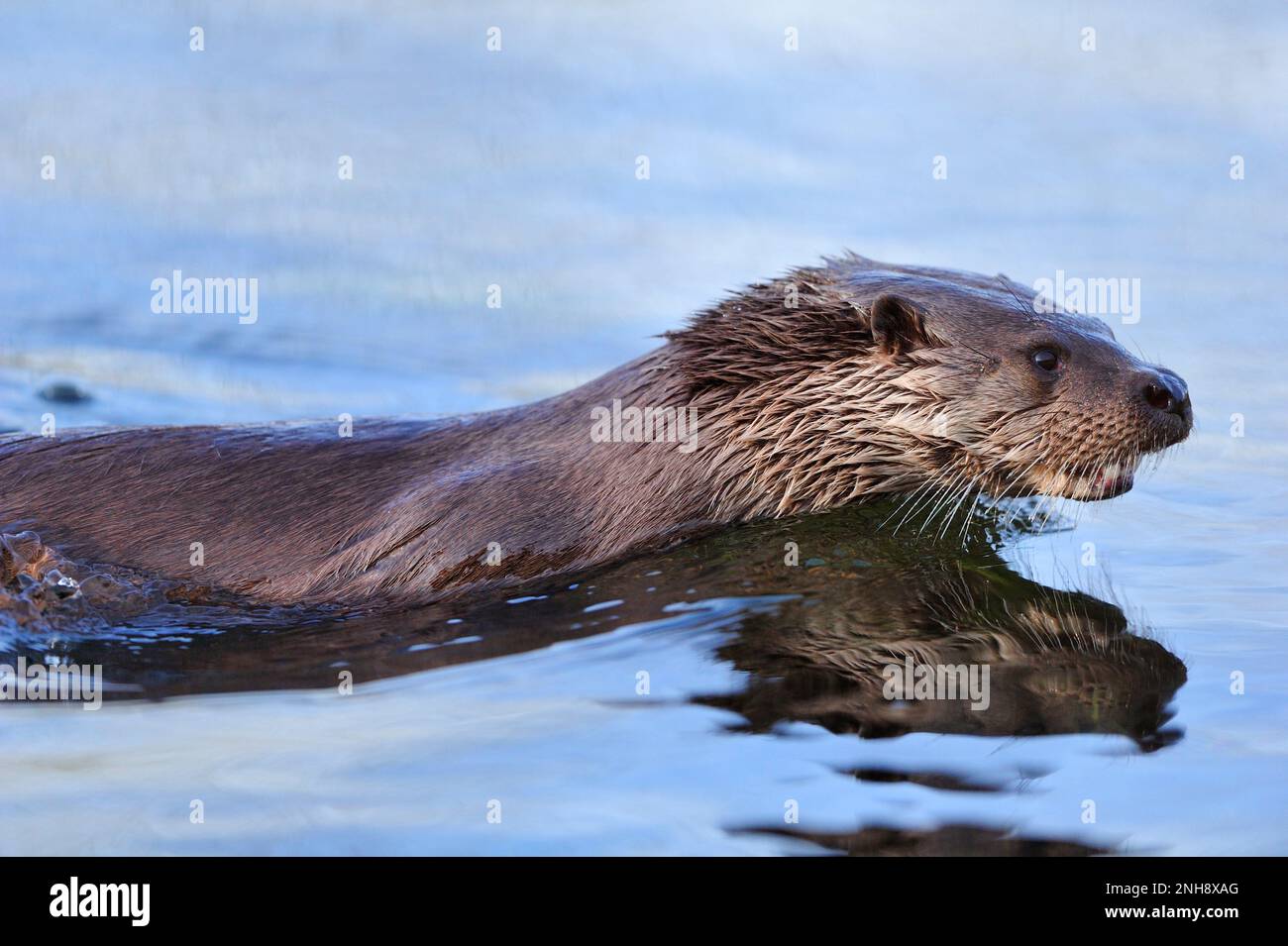 Otter (Lutra lutra) swimming parallel to riverbank, hunting for prey ...