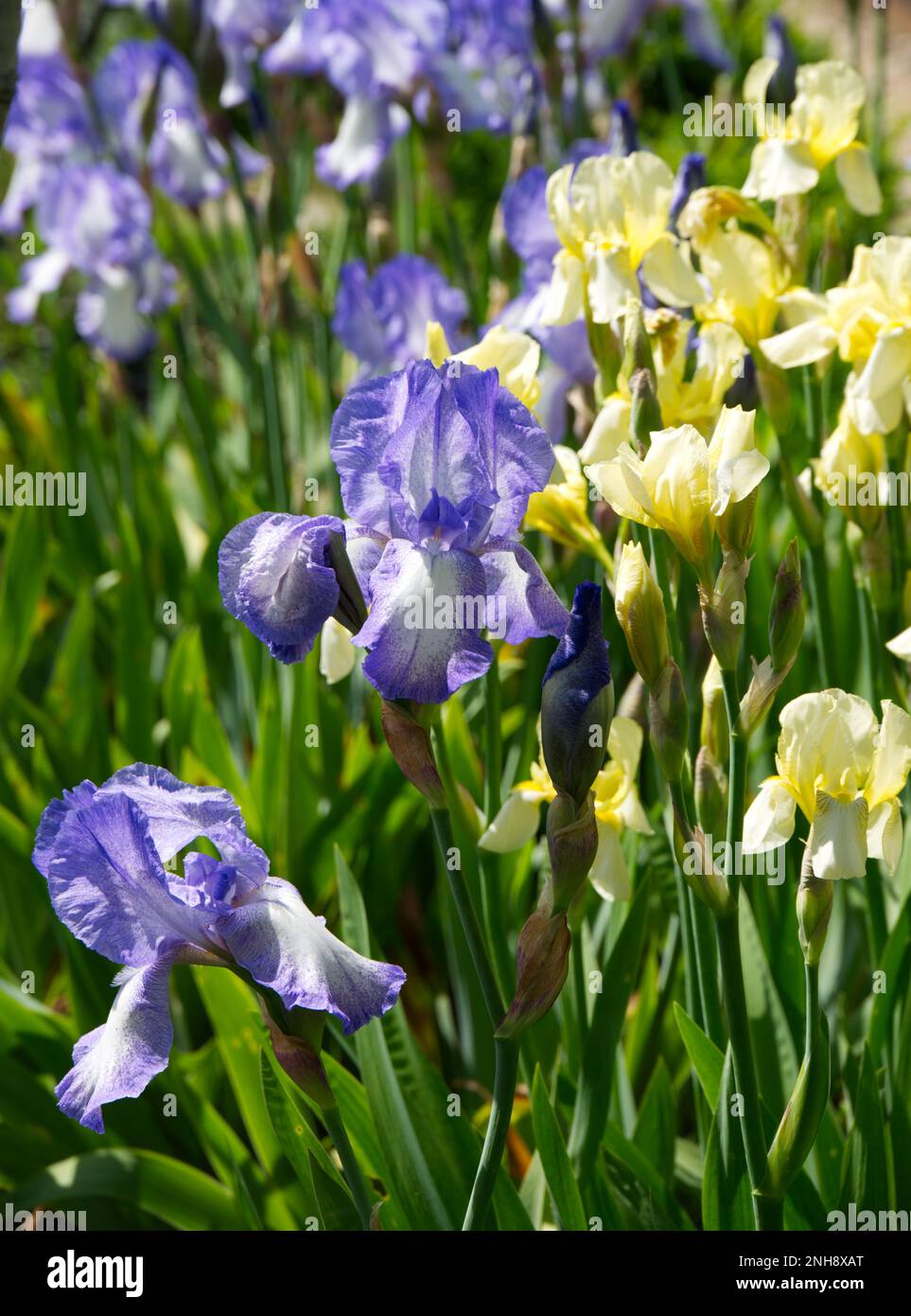 Summer blooms of tall blue and yellow bearded Iris germanica in UK ...