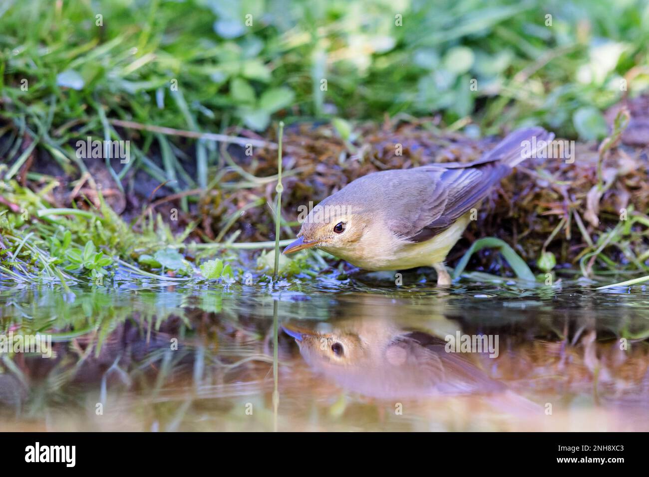 Icterine warbler hippolais icterina hi-res stock photography and images ...