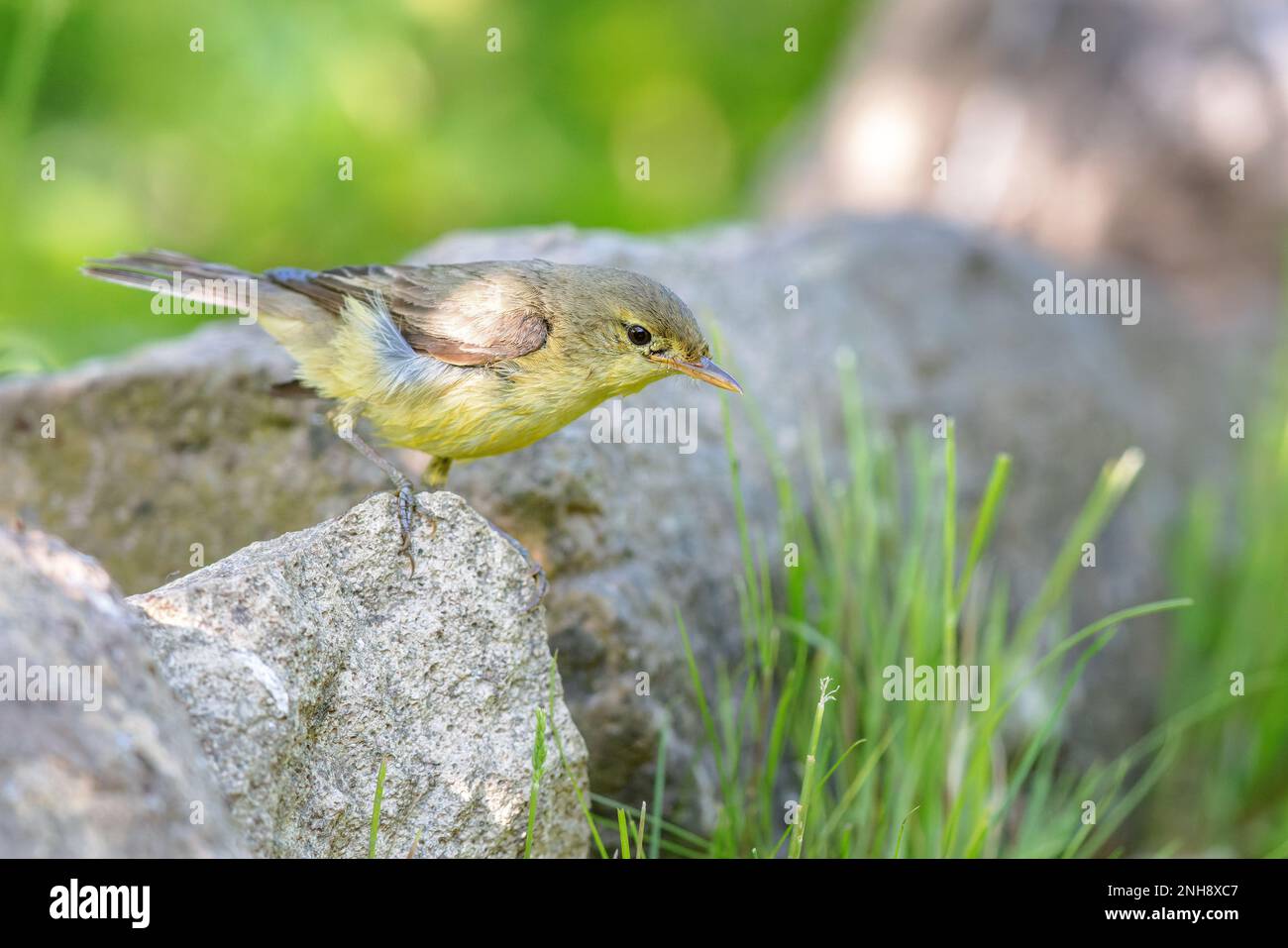 Icterine warbler (Hippolais icterina) sitting on a rock in spring Stock Photo - Alamy