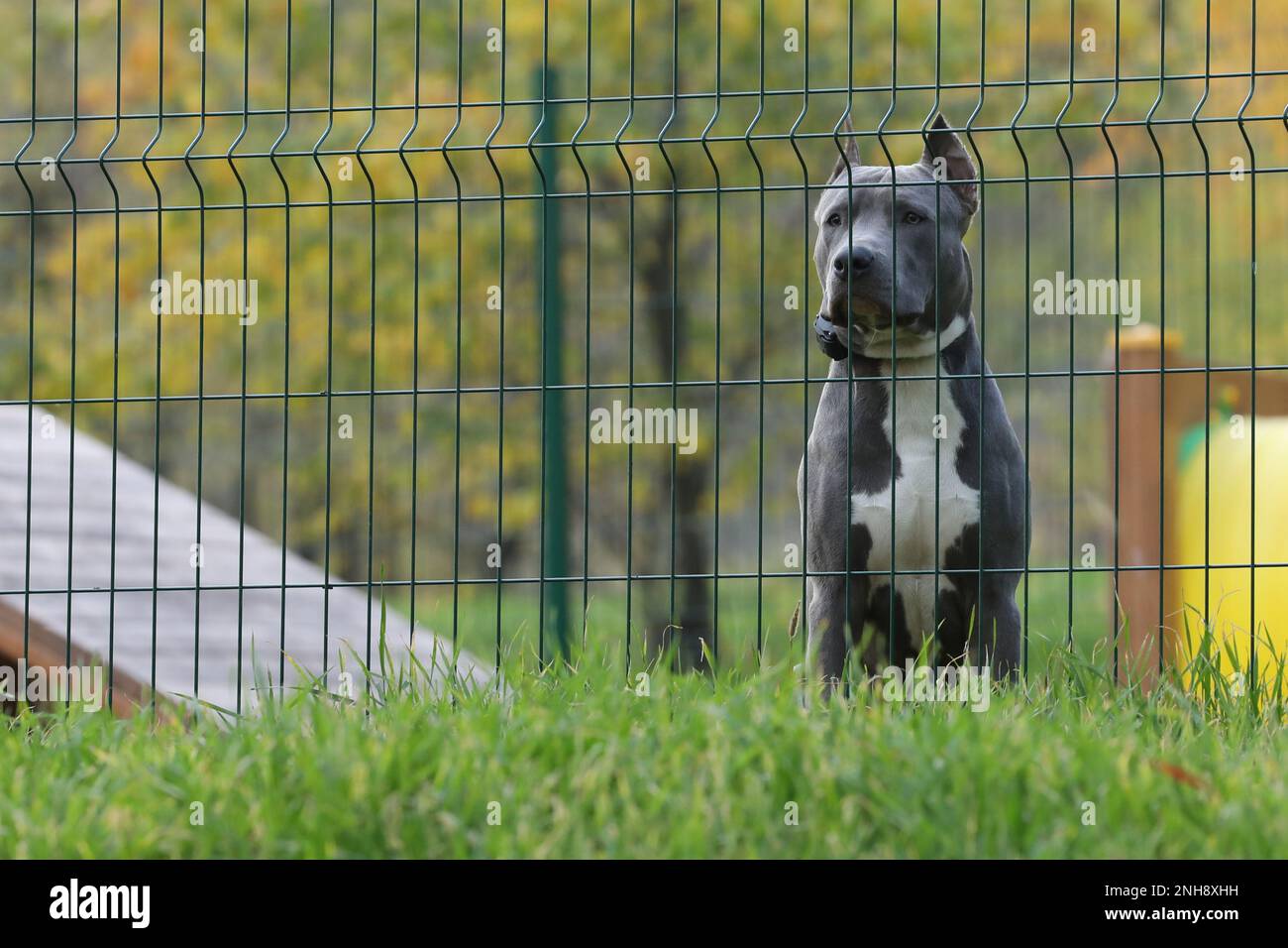 sad staffordshire terrier dog out of fence Stock Photo - Alamy