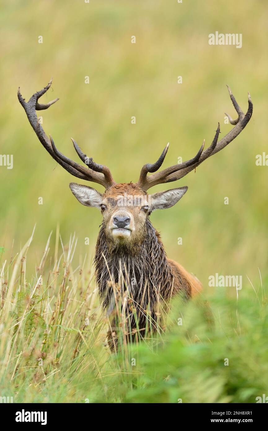 Red Deer (Cervus elaphus) stag in covered in peat sludge after ...