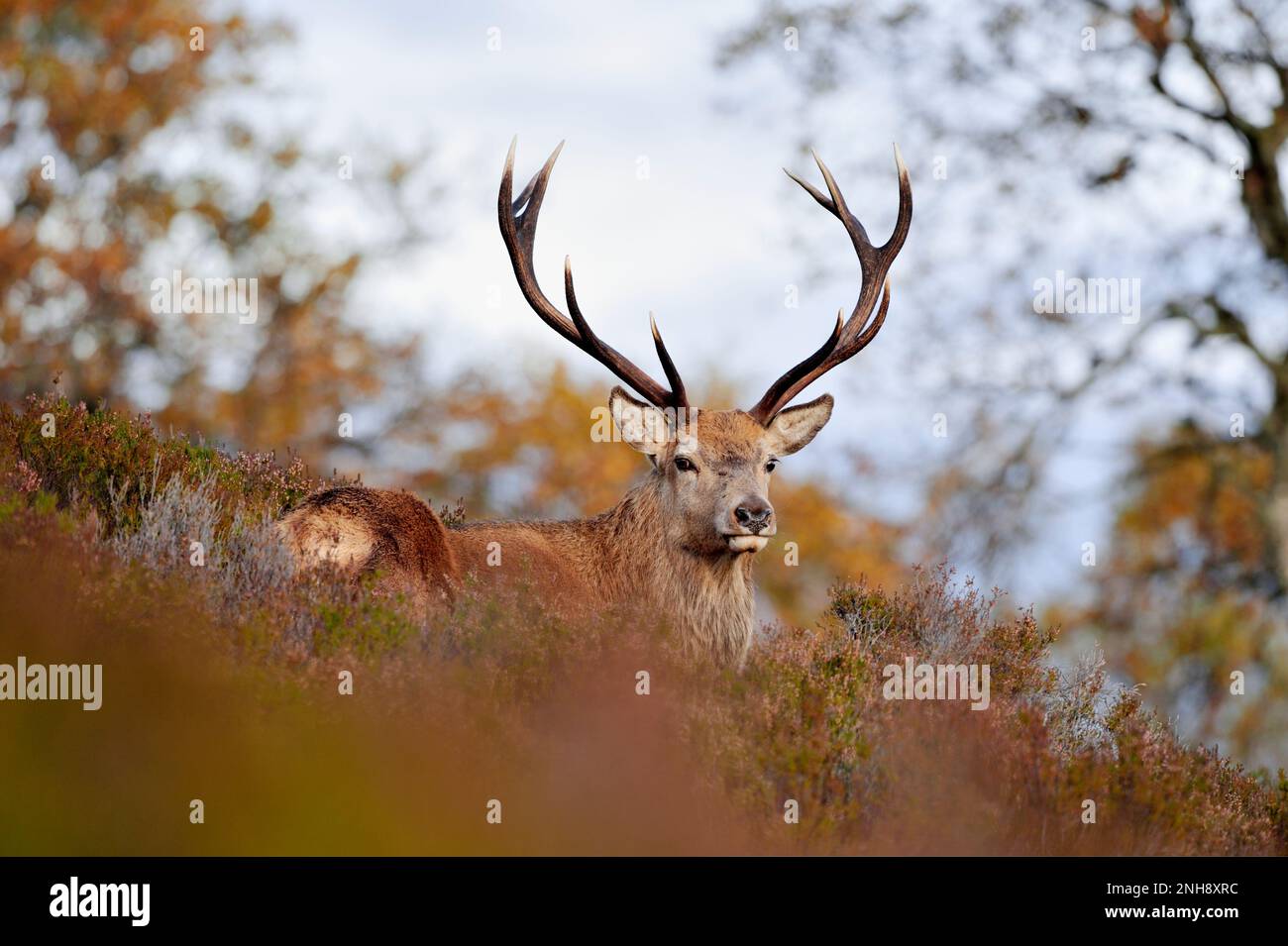 Red Deer (Cervus elaphus) stag in birchwood in Glen Affric National ...