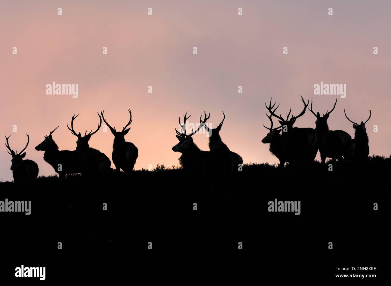 Row deer scotland hi-res stock photography and images - Alamy