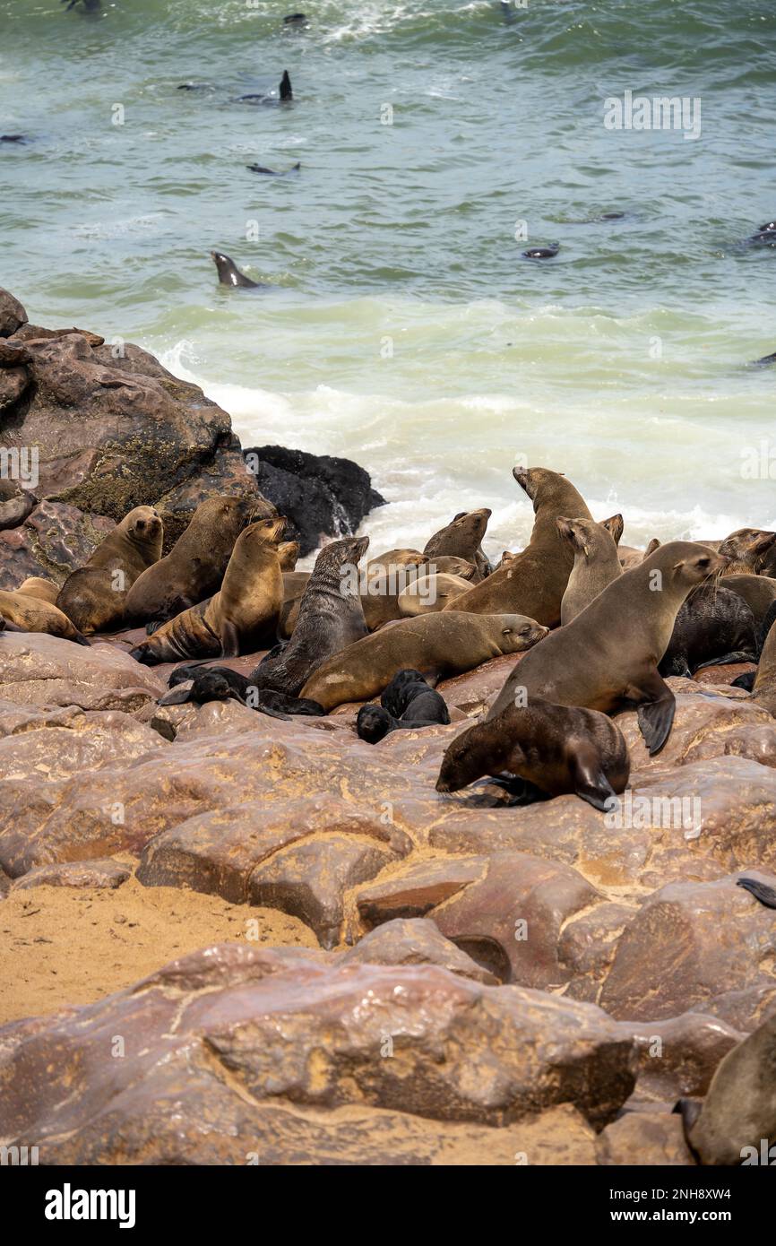 Cape Cross Seal Colony, Namibia Stock Photo - Alamy