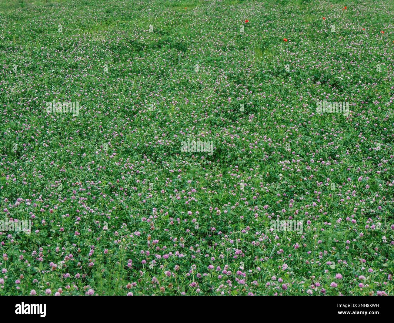 field with flowering clover in Maramures, Romania Stock Photo - Alamy