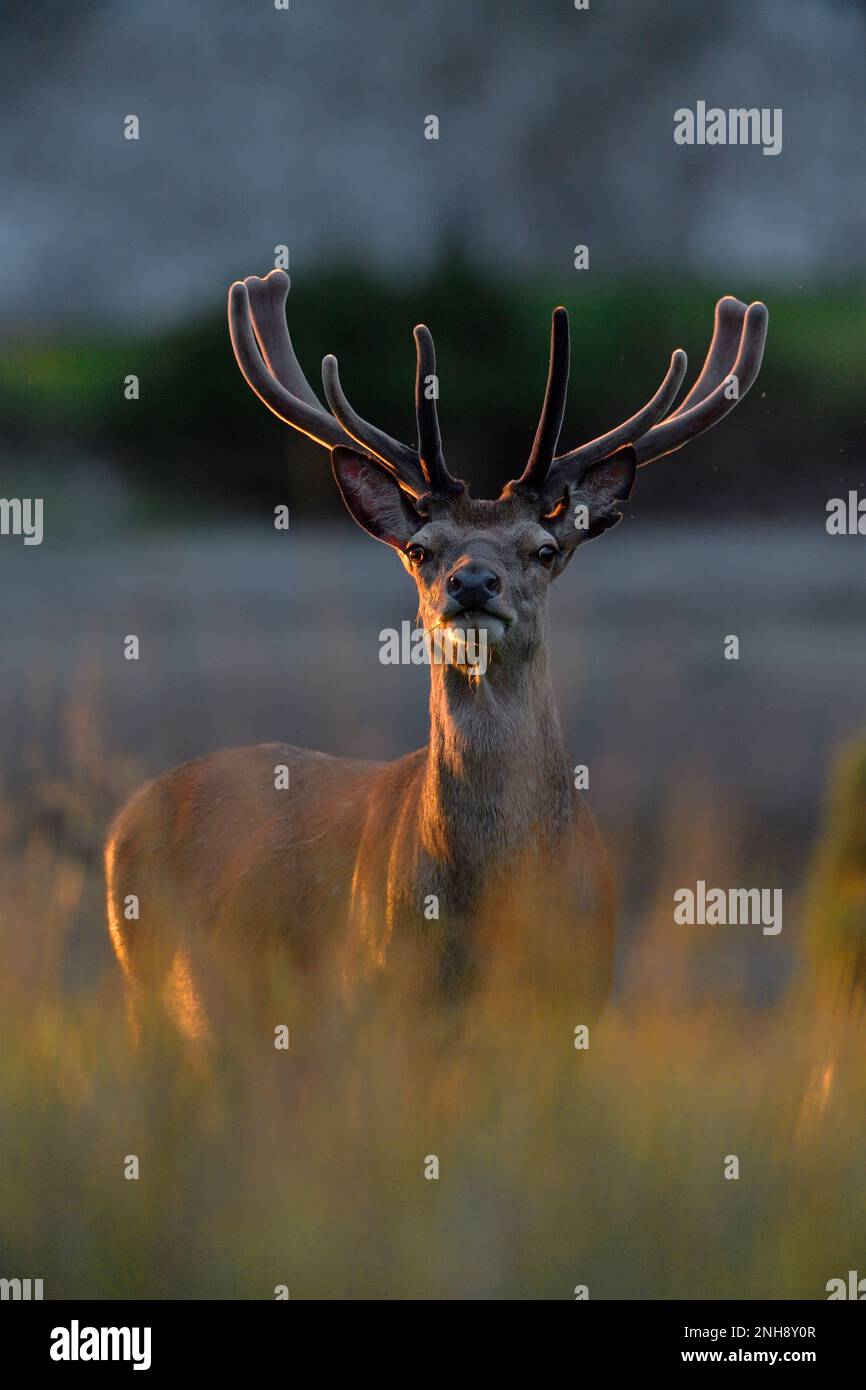 Red stag scotland june hi-res stock photography and images - Alamy
