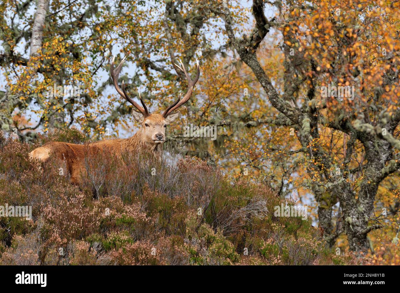 Native animals of scotland hi-res stock photography and images - Alamy