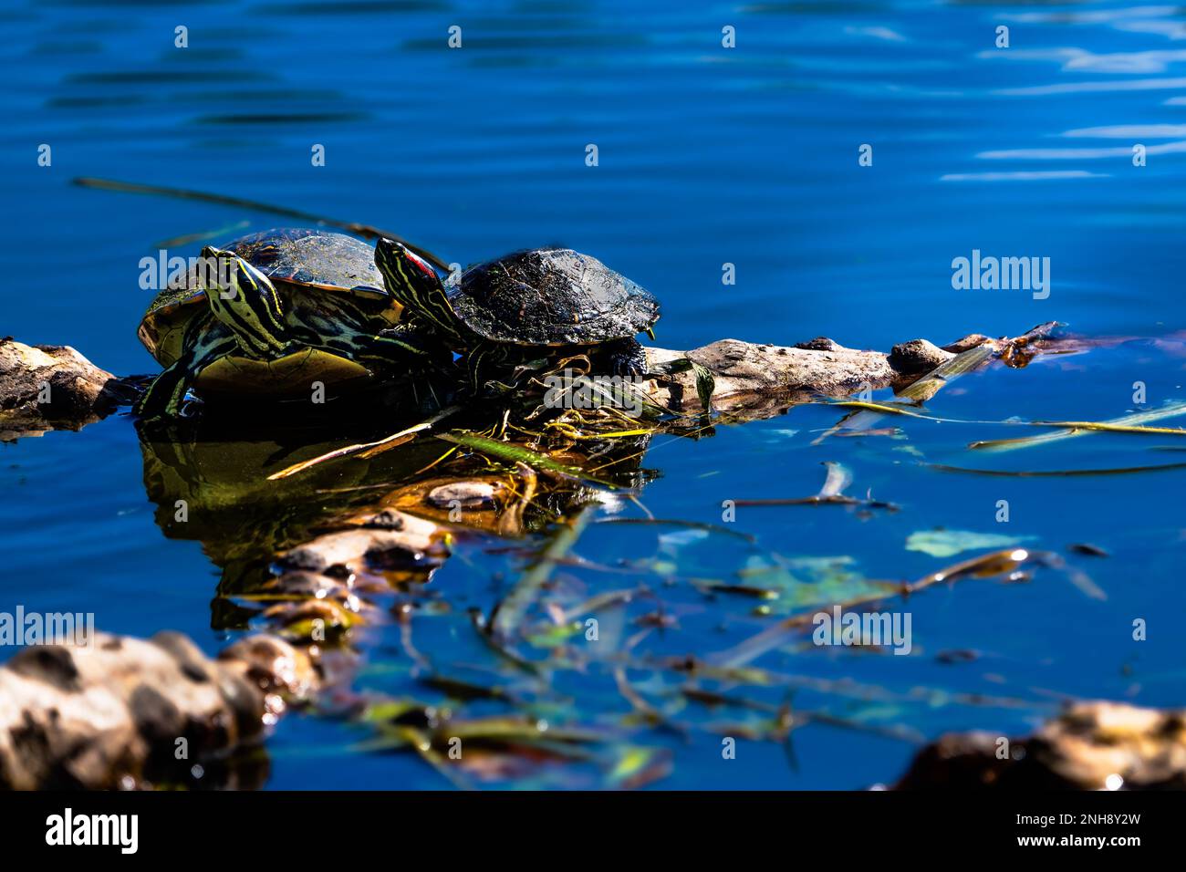 Eastern painted turtle hi-res stock photography and images - Alamy
