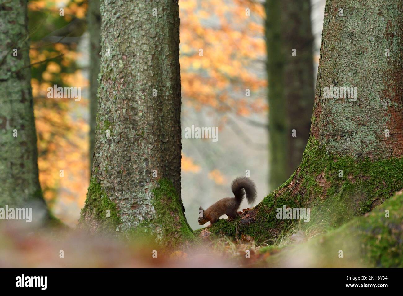 Red Squirrel (Sciurus vulgaris) foraging at the base of mature spruce ...
