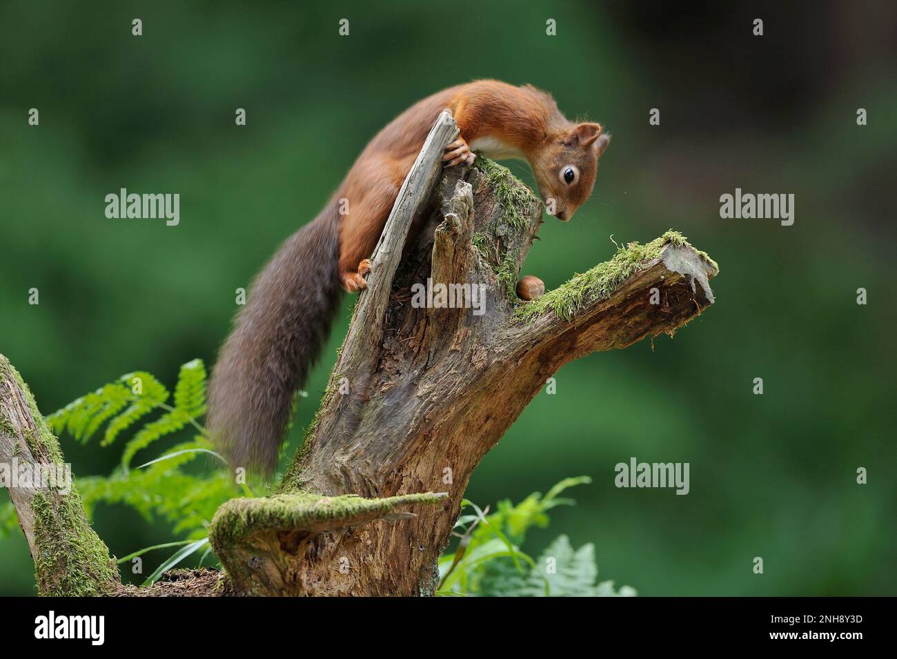 Red Squirrel (Sciurus vulgaris) attracted by hazelnut placed on tree ...