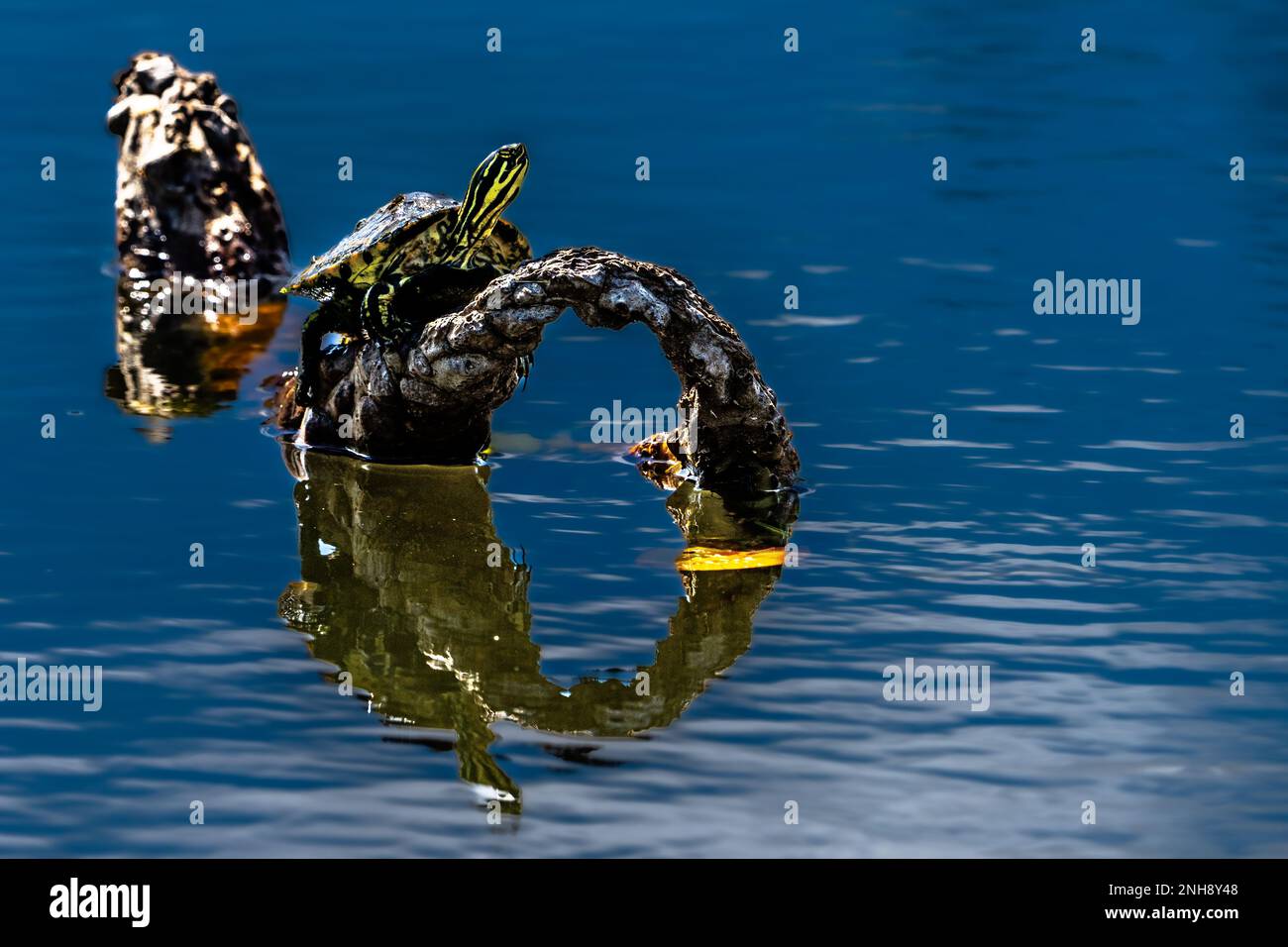 Black painted turtle hi-res stock photography and images - Alamy