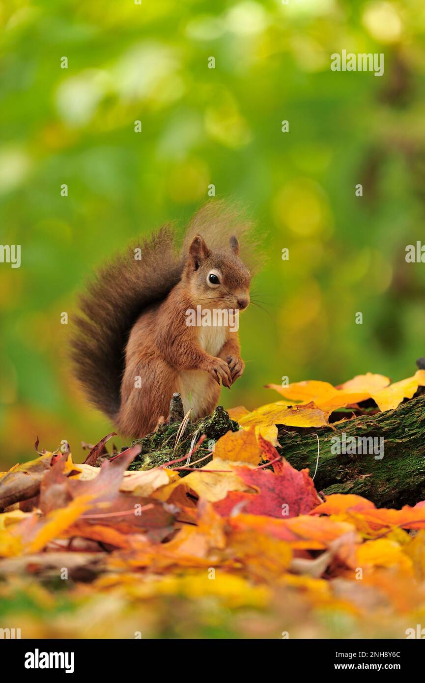 Red Squirrel (Sciurus vulgaris) feeding on hazelnut and surrounded by ...