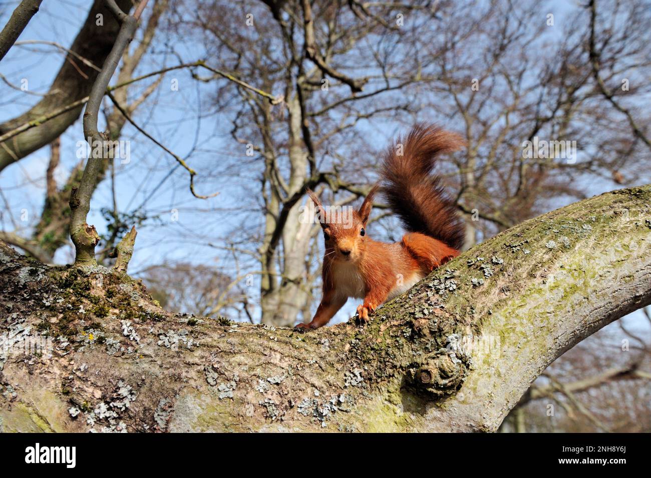 Red Squirrel (Sciurus vulgaris) on ash tree in deciduous woodland ...
